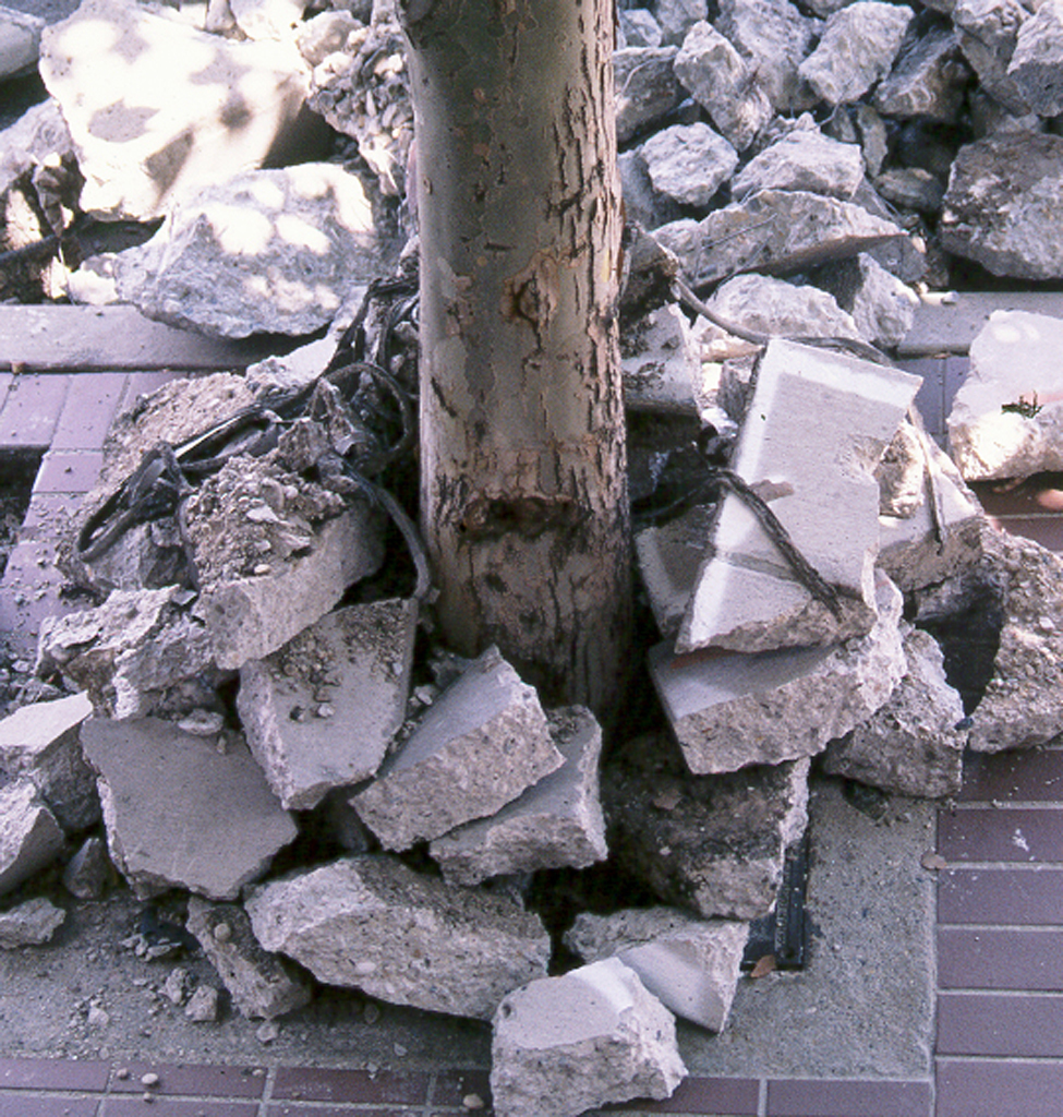 sidewalk - concrete-tree - Dunster and Associates